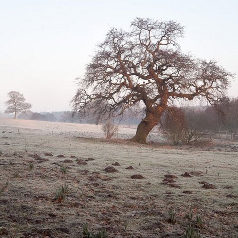 In pictures: Suffolk's ancient oaks by Paul Dixon - BBC News