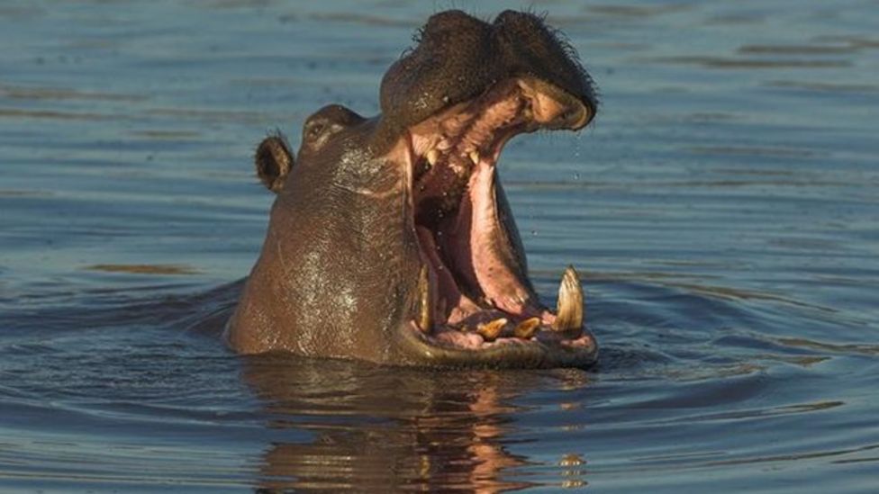 Hippo bite kills Taiwan tourist in Kenya - BBC News