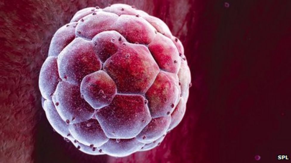 Embryonic stem cells: Advance in medical human cloning - BBC News