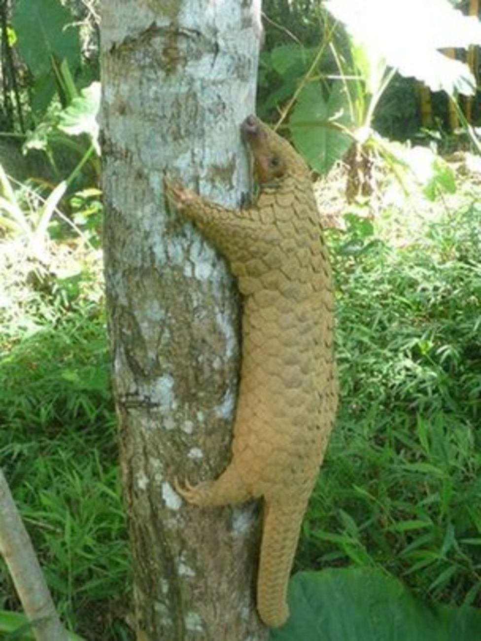 World's most distinct mammals and amphibians mapped - BBC News