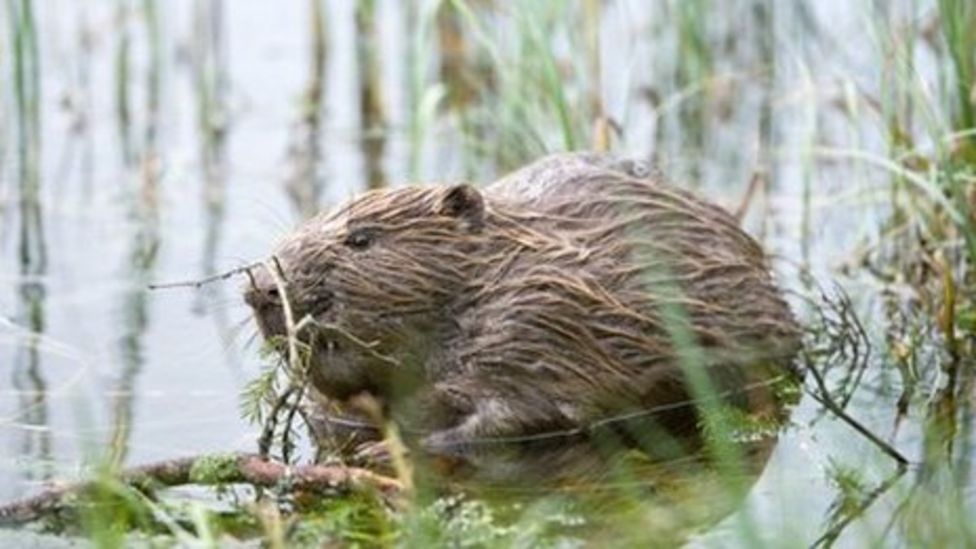 Beavers' return to Welsh rivers considered - BBC News