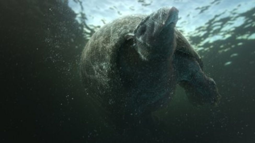 Uncovering the secrets of North America's Ice Age giants - BBC News