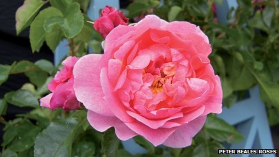 Chelsea Flower Show: Peter Beales Roses wins gold - BBC News