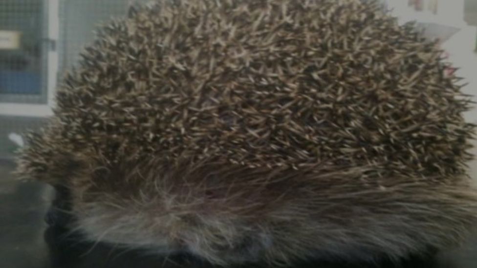 Balloon syndrome hedgehog is 'popped' - BBC News