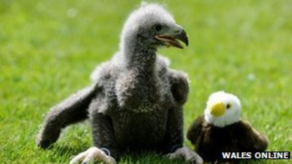 Three bald eagle chicks hatch at Welsh Hawking Centre - BBC News