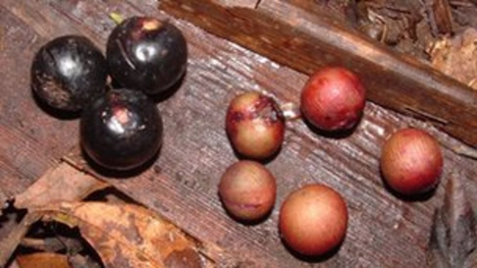 Brazil rainforest deforestation leads to seed shrinkage - BBC News