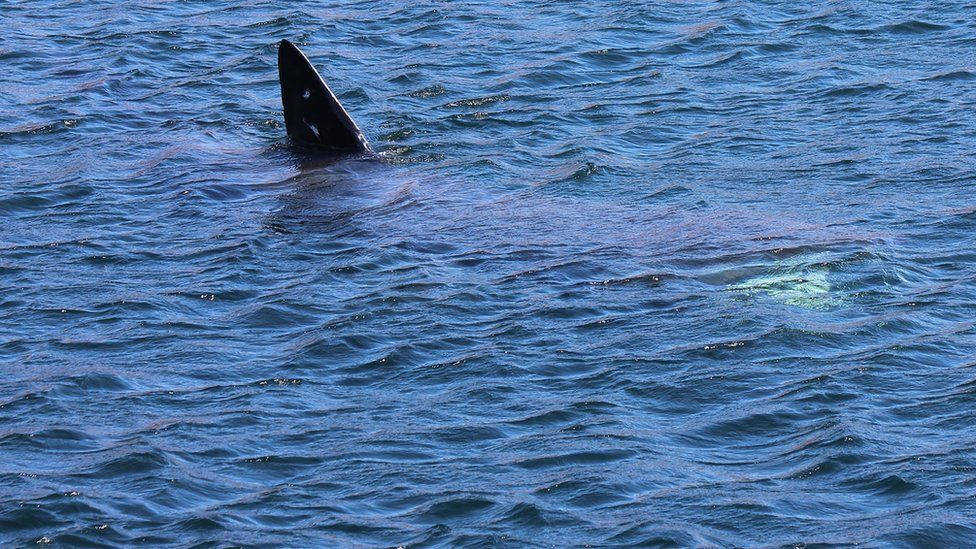 In pictures: Summer Isles' 'first' shark spotted - BBC News