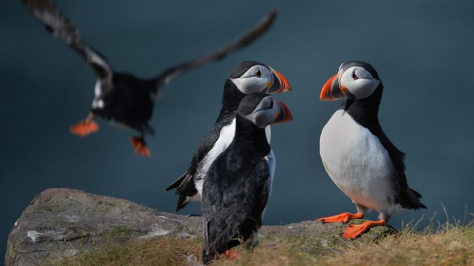 North Sea puffin numbers 'stable' after spring storm deaths - BBC News