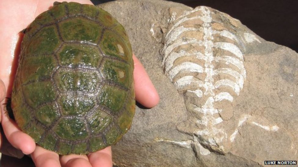 How the turtle got its unique hard shell - BBC News