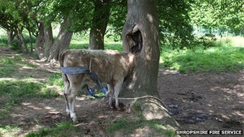 Cow gets head stuck in a tree in Shrewsbury - BBC News