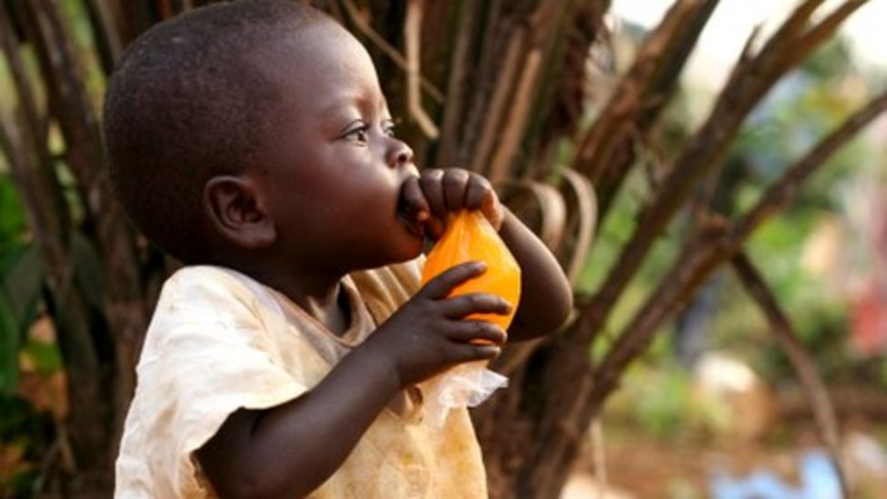 Forests are 'key feature' of food security landscape - BBC News