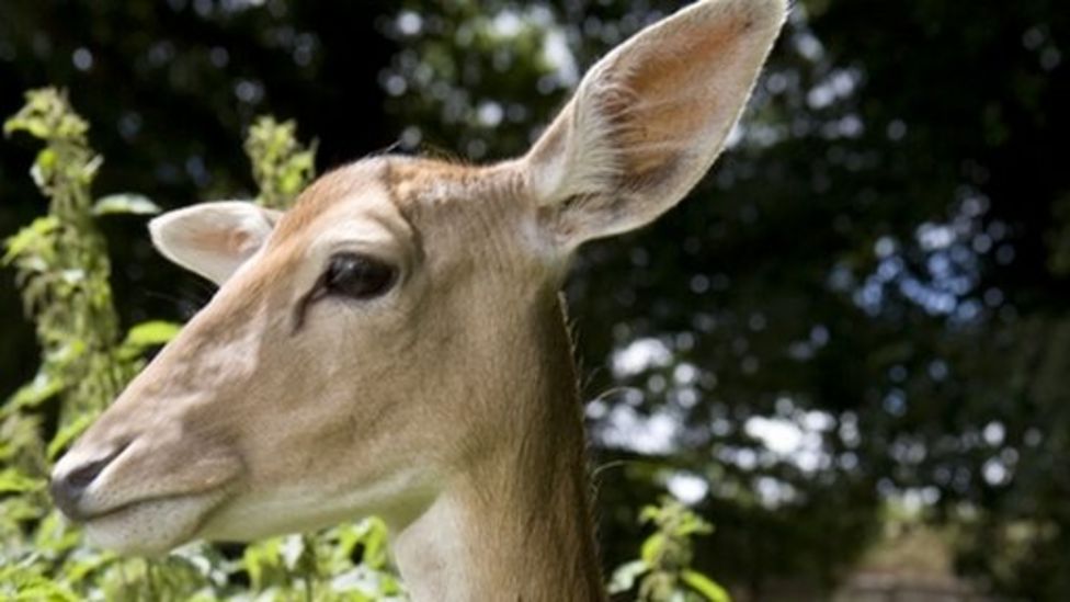 Sheep rustlers and bank robbers: The changing face of crime - BBC News