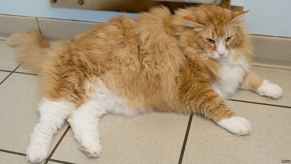 Pictures: National fat pet slimming contestants 2013 - BBC Newsround