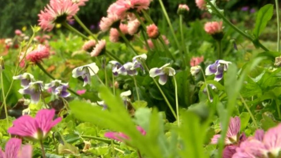 Paddington Basin floating park 'London's first' - BBC News