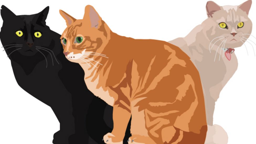 Secret life of the cat: Your feline tales - BBC News