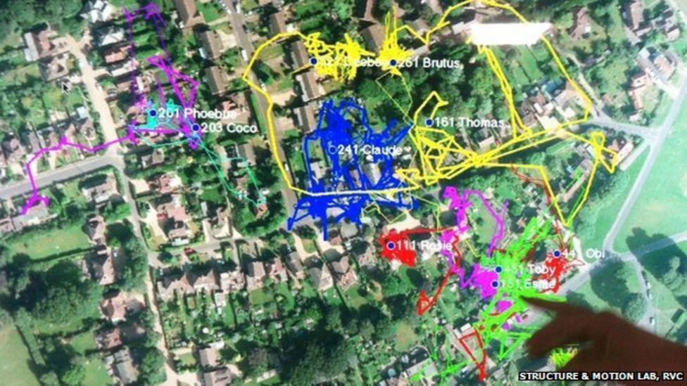 Secret life of the cat: The science of tracking our pets - BBC News