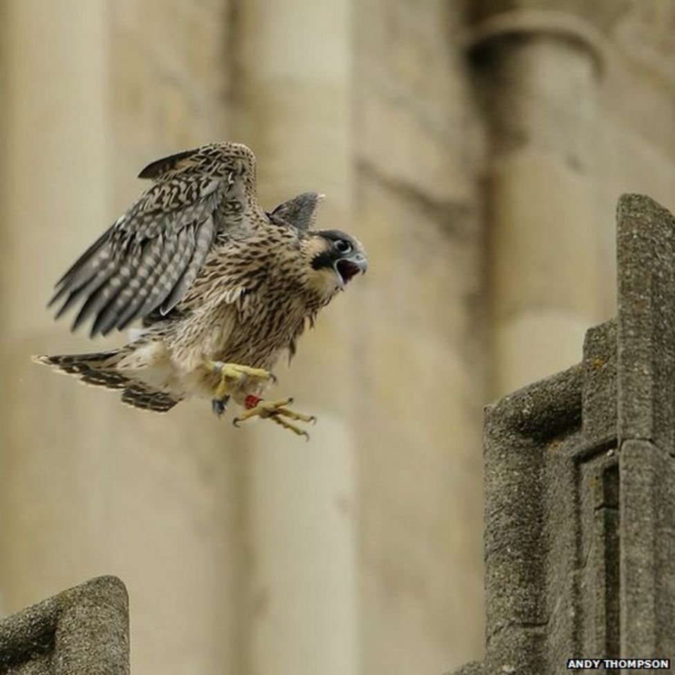 In pictures: Norwich Cathedral peregrine falcons - BBC News