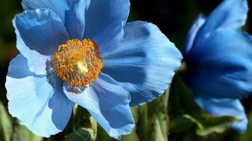 In Pictures: Summer bloom at the National Botanic Garden of Wales - BBC ...