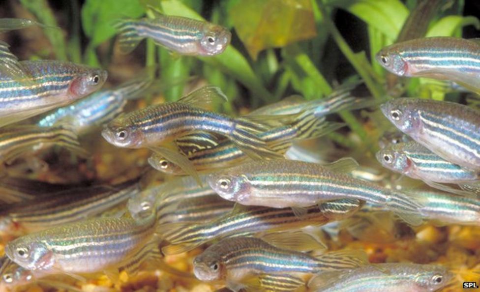 A Point Of View: Fly, Fish, Mouse and Worm - BBC News