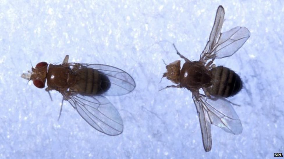 A Point Of View: Fly, Fish, Mouse and Worm - BBC News