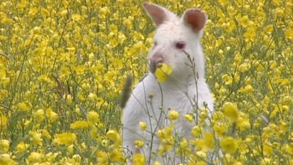 Rare white wallaby spotted on the hop in Kenilworth field - BBC News