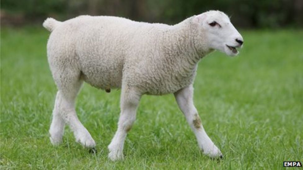 Gotham attack victim lamb wears a hat to help his recovery - BBC News