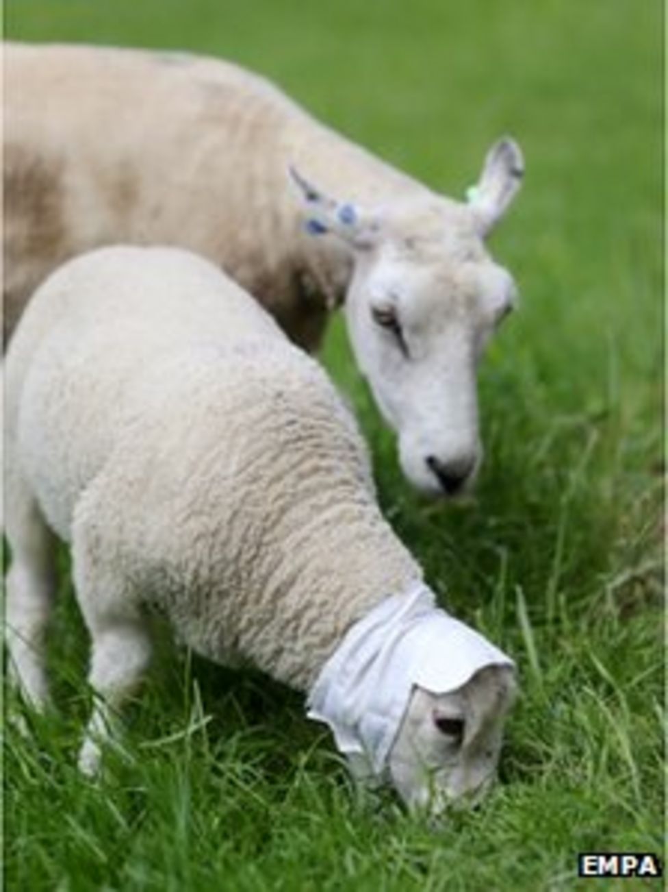 Gotham attack victim lamb wears a hat to help his recovery - BBC News