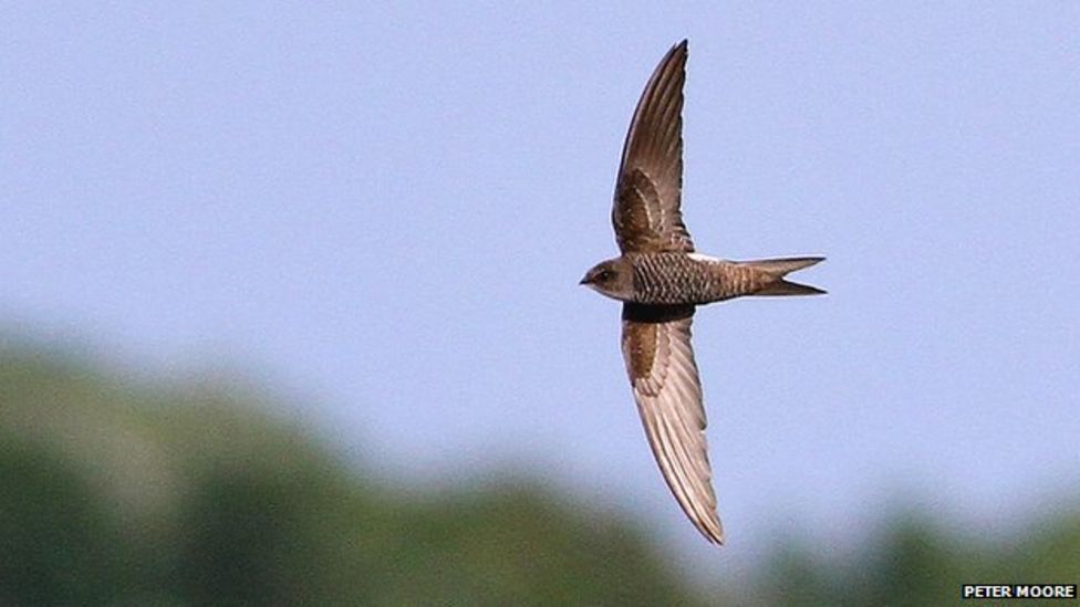 Trimley Marshes twitchers 'overwhelm' bird reserve - BBC News