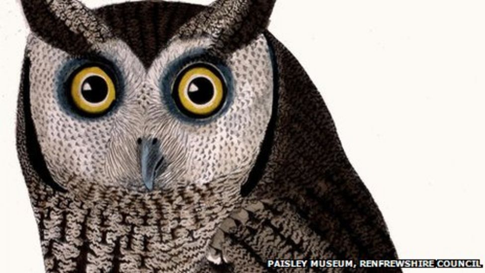 Celebrating Paisley's forgotten bird hero - BBC News