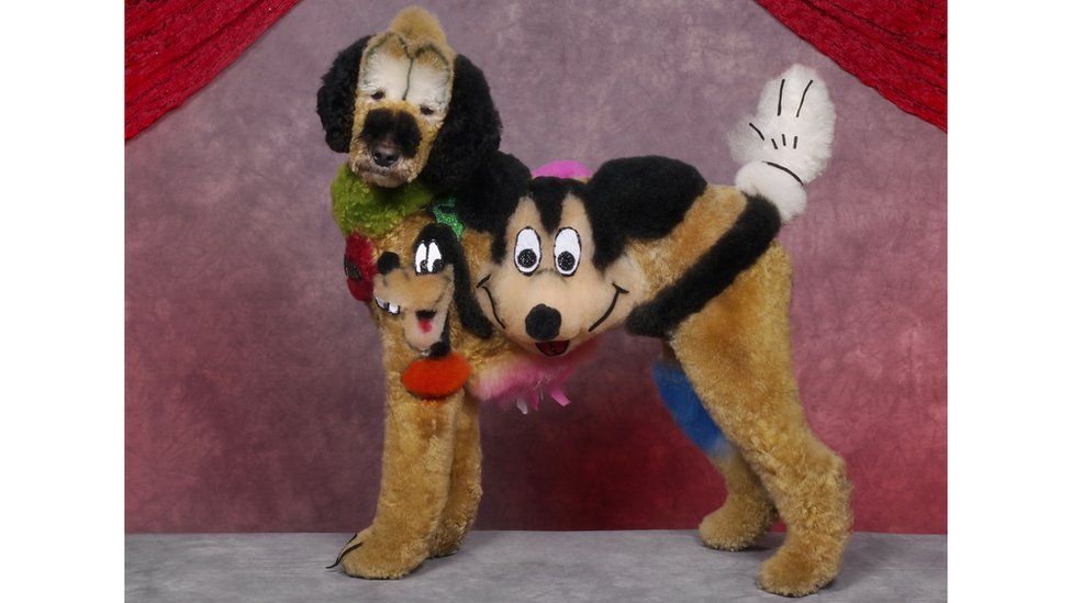 Creative grooming competition shows crazy dog designs - BBC Newsround