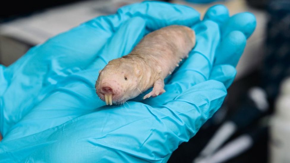 Cancer-resistant blind mole rat gets genome sequence - BBC News