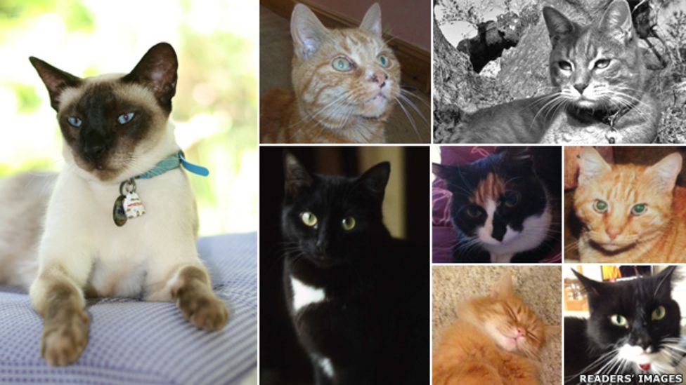 Secret life of the cat: Your feline tales - BBC News