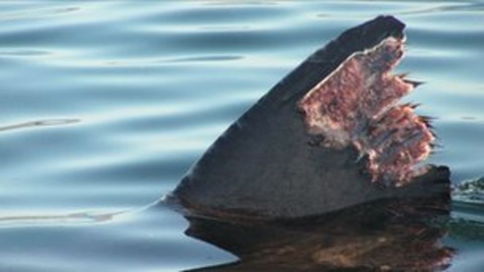 Satellite tags uncover basking shark behaviour - BBC News