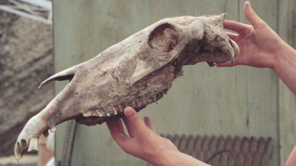 Ancient horse bone yields oldest DNA sequence - BBC News