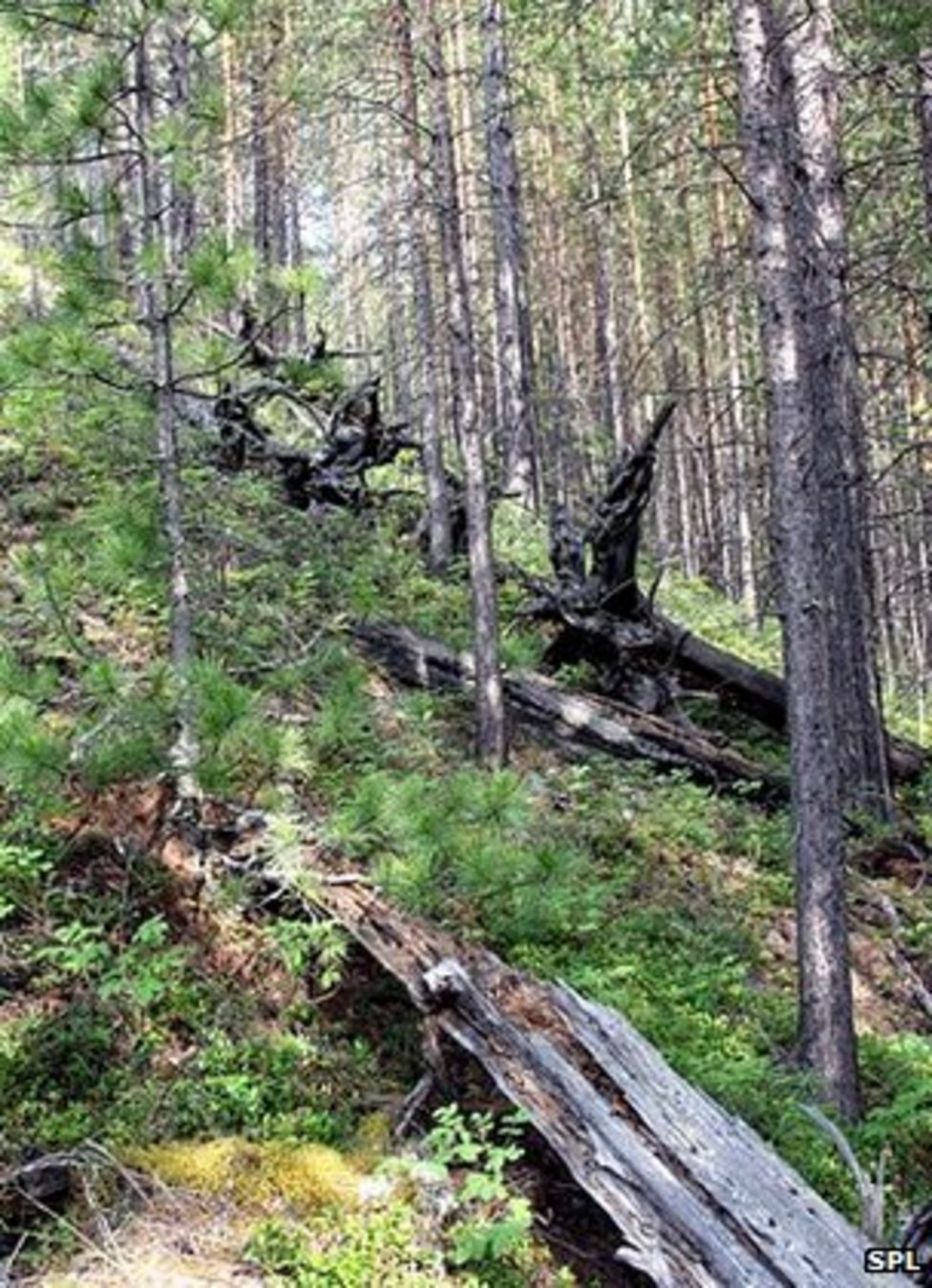 Russian meteor shockwave circled globe twice - BBC News