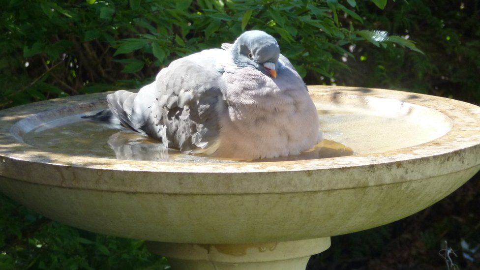 Your pictures of Scotland: 21 - 28 June - BBC News