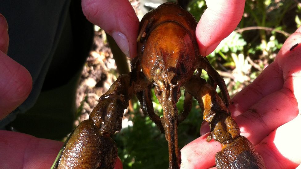 Crayfish disease found in River Allen in Dorset - BBC News
