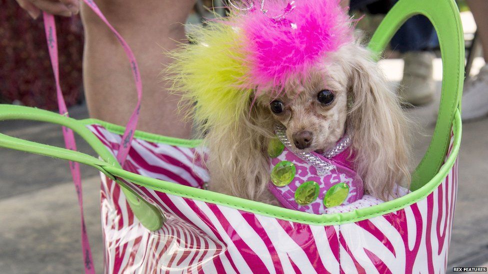 Dogs dressed up as aliens at the UFO Festival Costume Contest - BBC ...