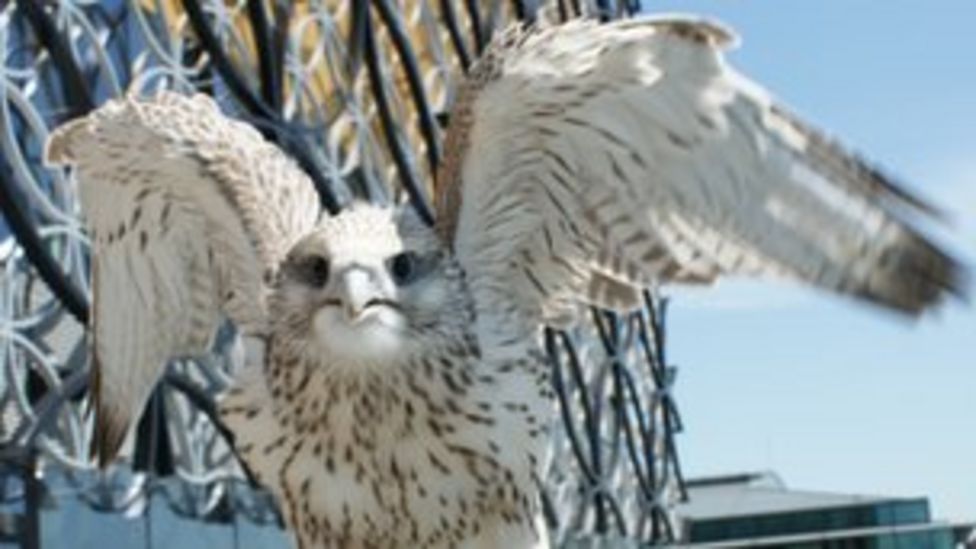 Library of Birmingham: Falcon protects library terraces - BBC News