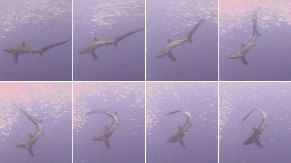 Rare shark birth captured on camera - BBC News
