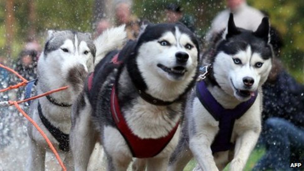 DNA confirms ancient Asian origin for American dogs - BBC News