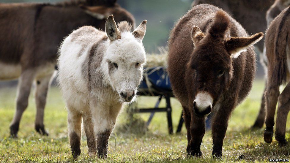 Micro miniature donkeys are a big hit in Australia - BBC Newsround