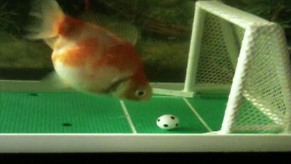 Constipated goldfish operated on by North Walsham vet - BBC News