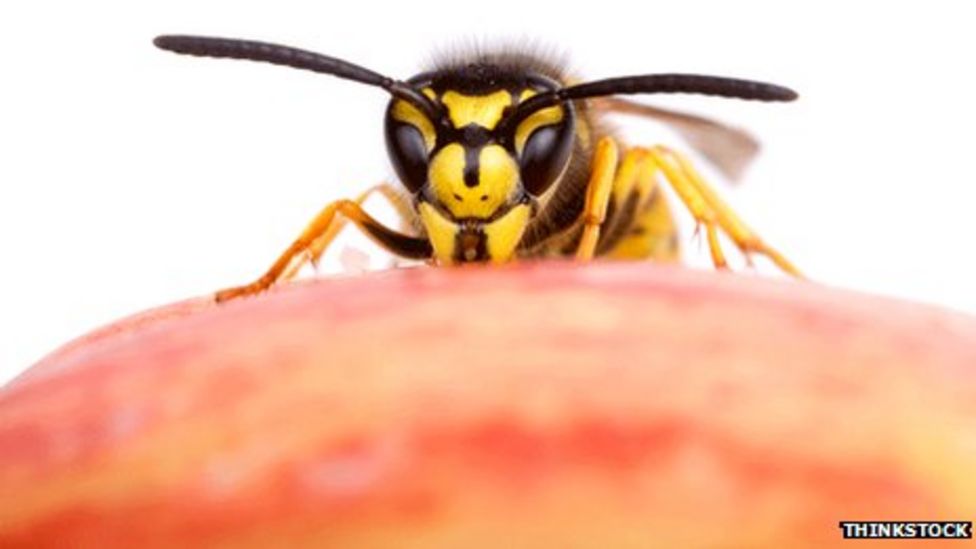 Who, what, why: Where are all the wasps? - BBC News