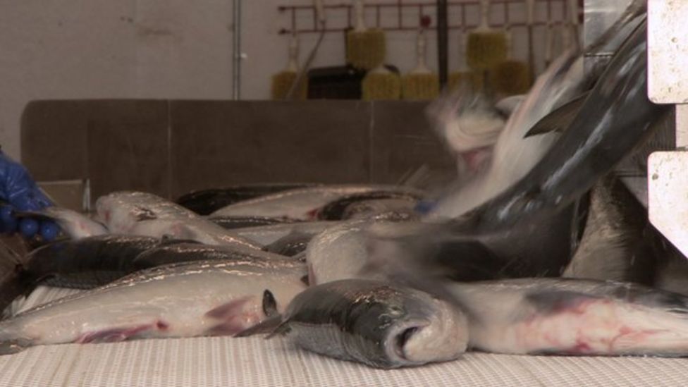 Stimulating environment 'boosts brainpower' of fish - BBC News