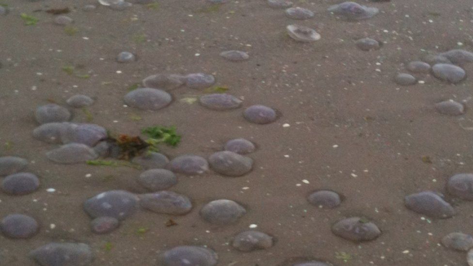 UK jellyfish boom: Your pictures - BBC News