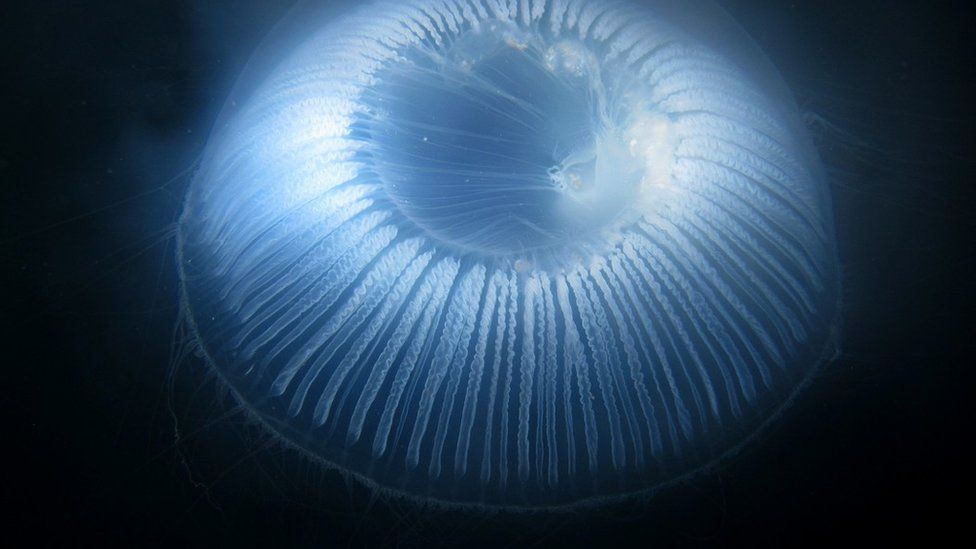 UK jellyfish boom: Your pictures - BBC News