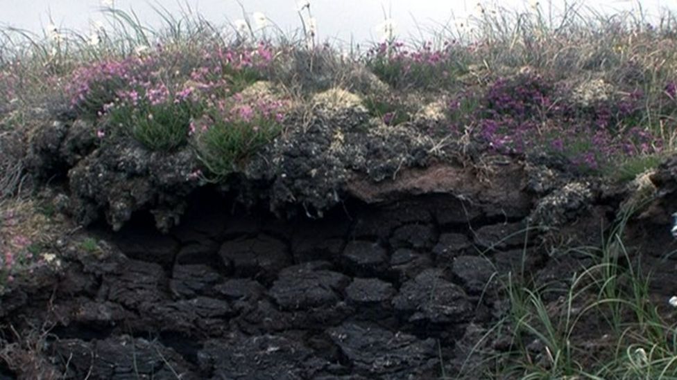 Caithness and Sutherland peat bog restoration plan wins £4m - BBC News
