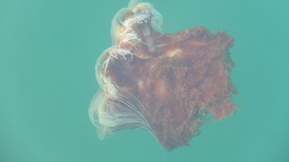 UK jellyfish boom: Your pictures - BBC News