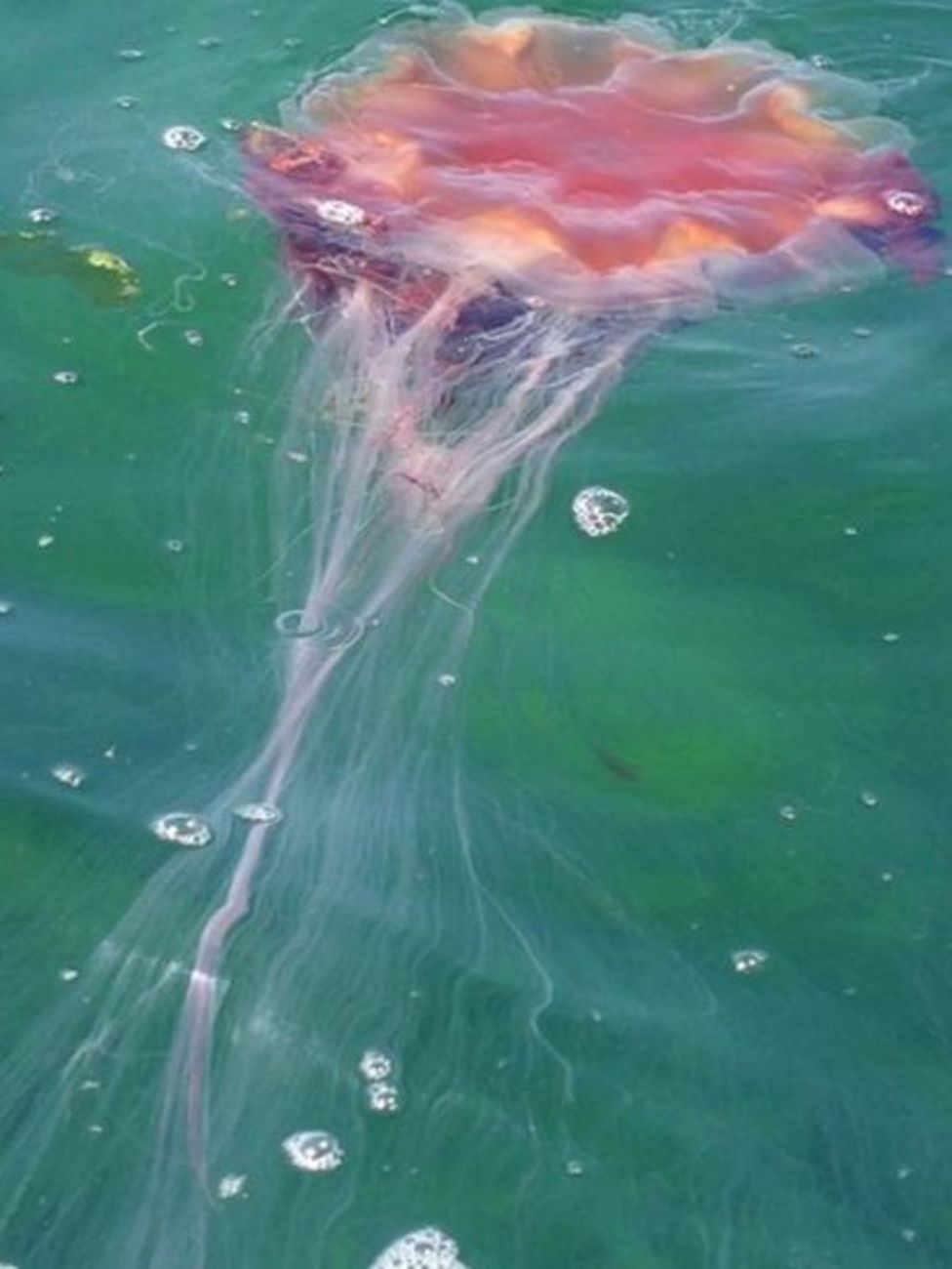 UK jellyfish boom: Your pictures - BBC News